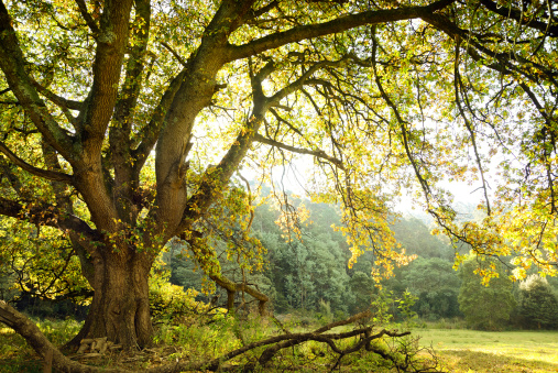 Oak Wood Tree Buried History: Oakwood Cemetery | Prime Montgomery
