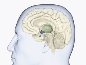 hypothalamus function simple